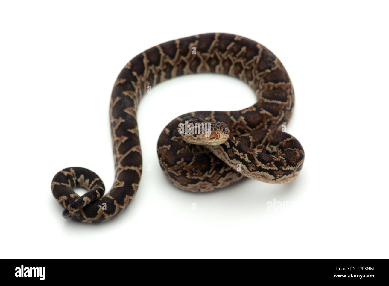 Cuban species Cut Out Stock Images & Pictures - Alamy