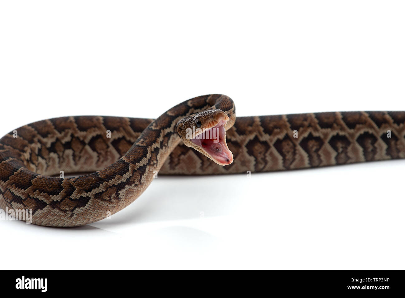 Cuban tree boa isolated on white background Stock Photo - Alamy