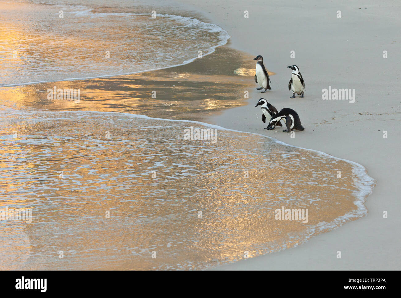 AFRICAN PENGUIN-PINGÜINO DEL CABO (Spheniscus demersus), Boulders Beach ...