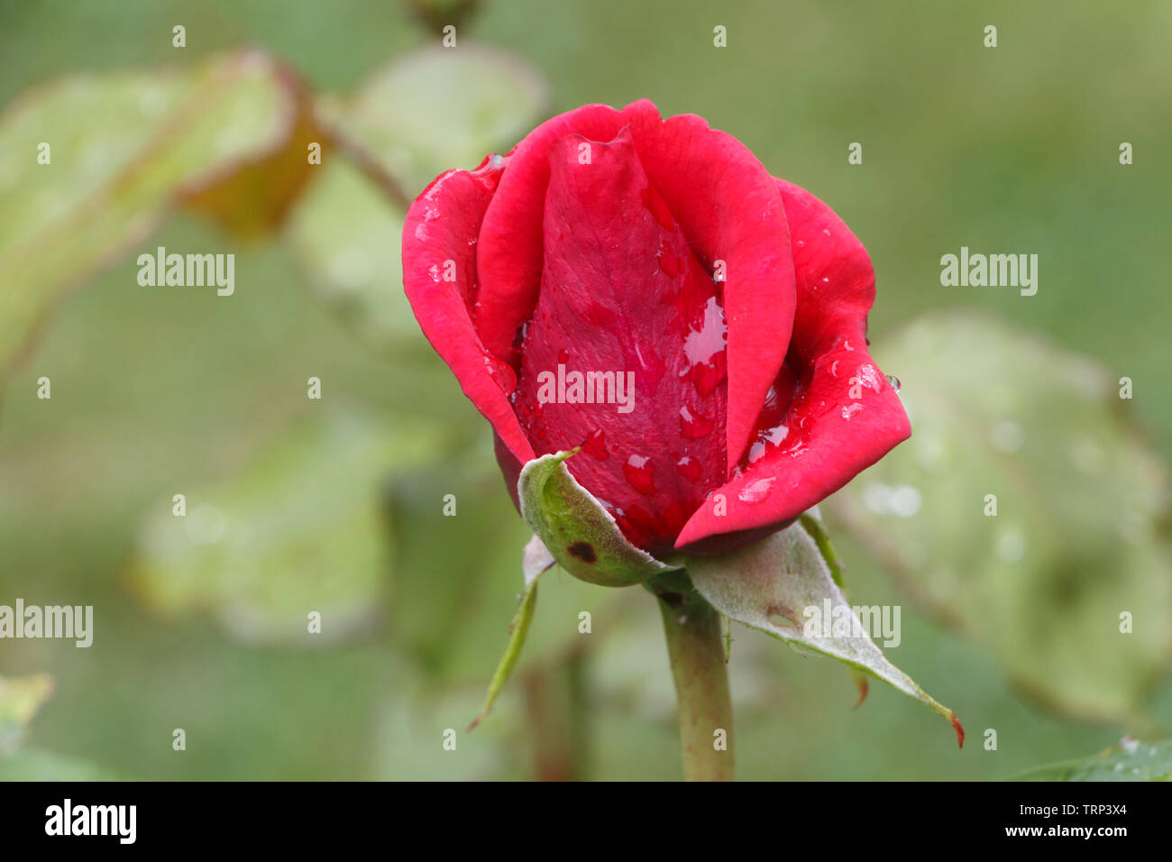 Rose plant dewdrops hi-res stock photography and images - Alamy
