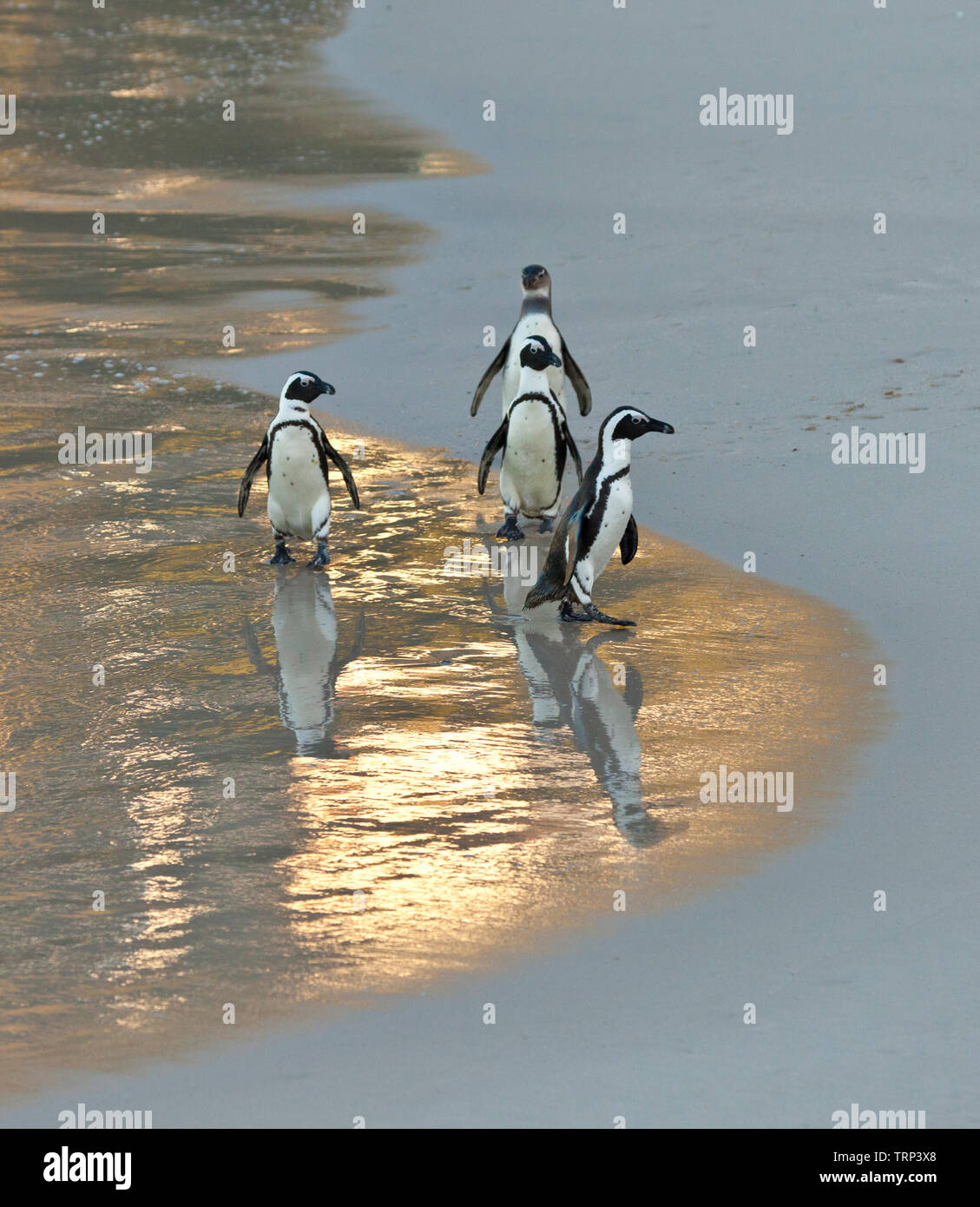 AFRICAN PENGUIN-PINGÜINO DEL CABO (Spheniscus demersus), Boulders Beach ...