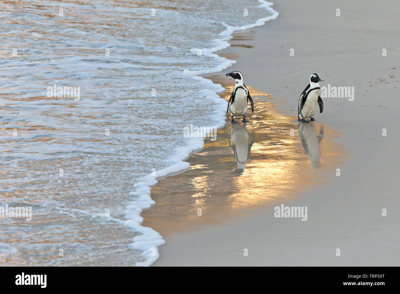 AFRICAN PENGUIN-PINGÜINO DEL CABO (Spheniscus demersus), Boulders Beach ...