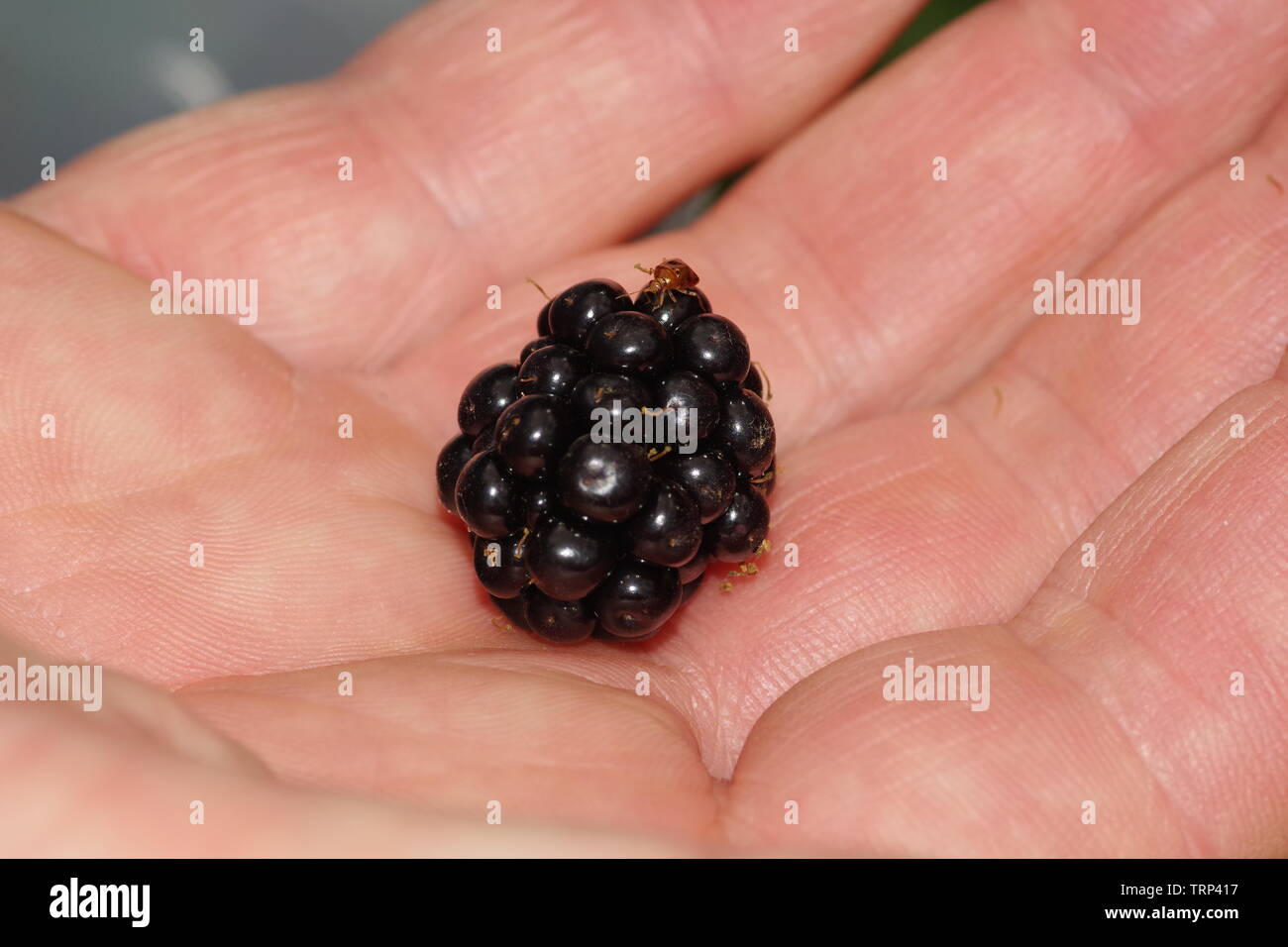 Late August Traditional British Bramble (Rubus fruticosus) Blackberry ...