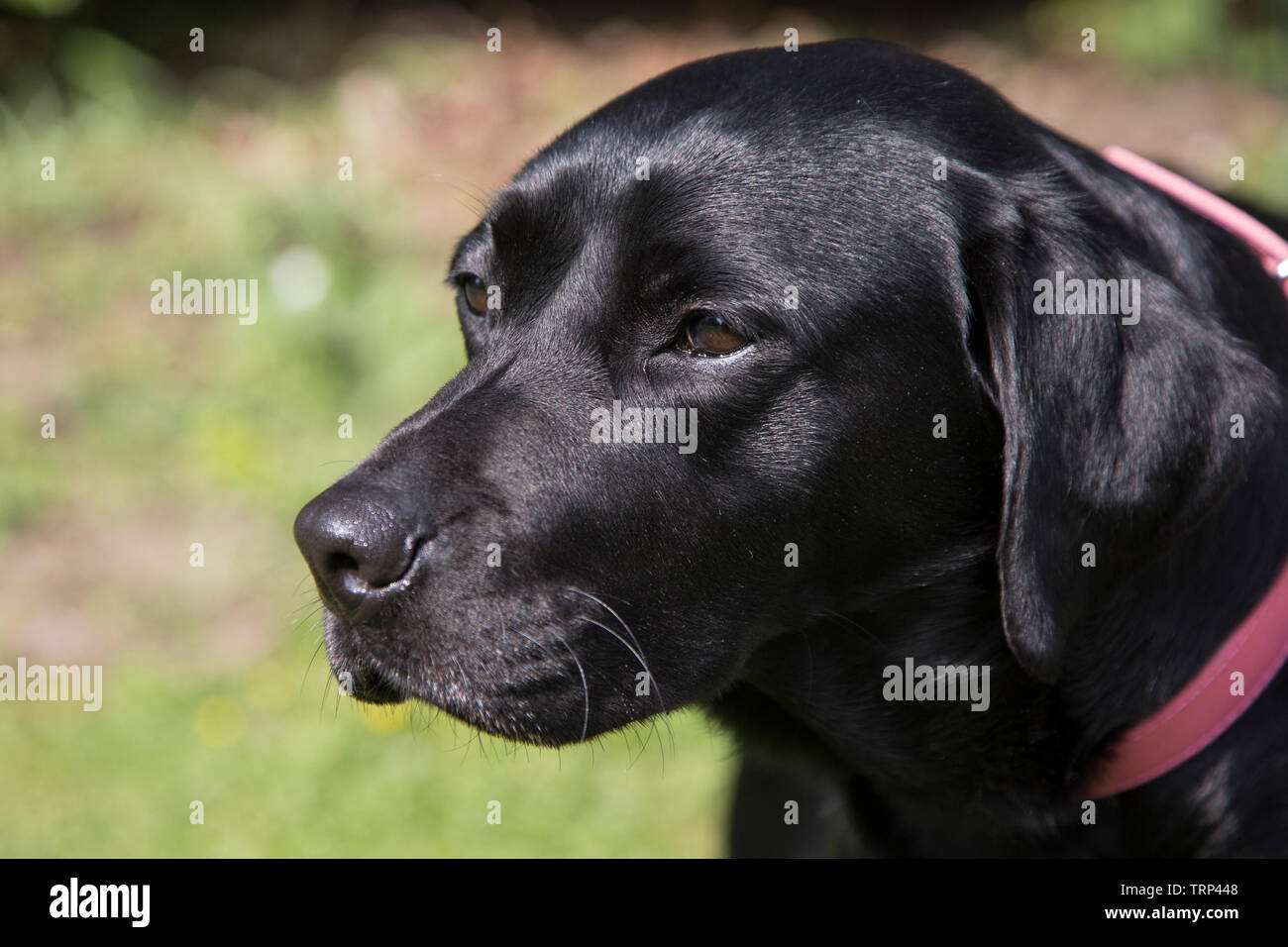 Black labrador with a red collar and matching red lead on a sunny day ...