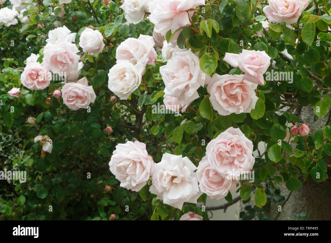 Pink rose in a garden during spring Stock Photo - Alamy