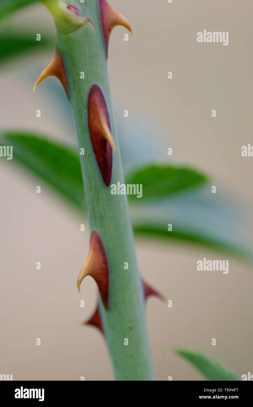 Rose With Thorns High Resolution Stock Photography and Images - Alamy