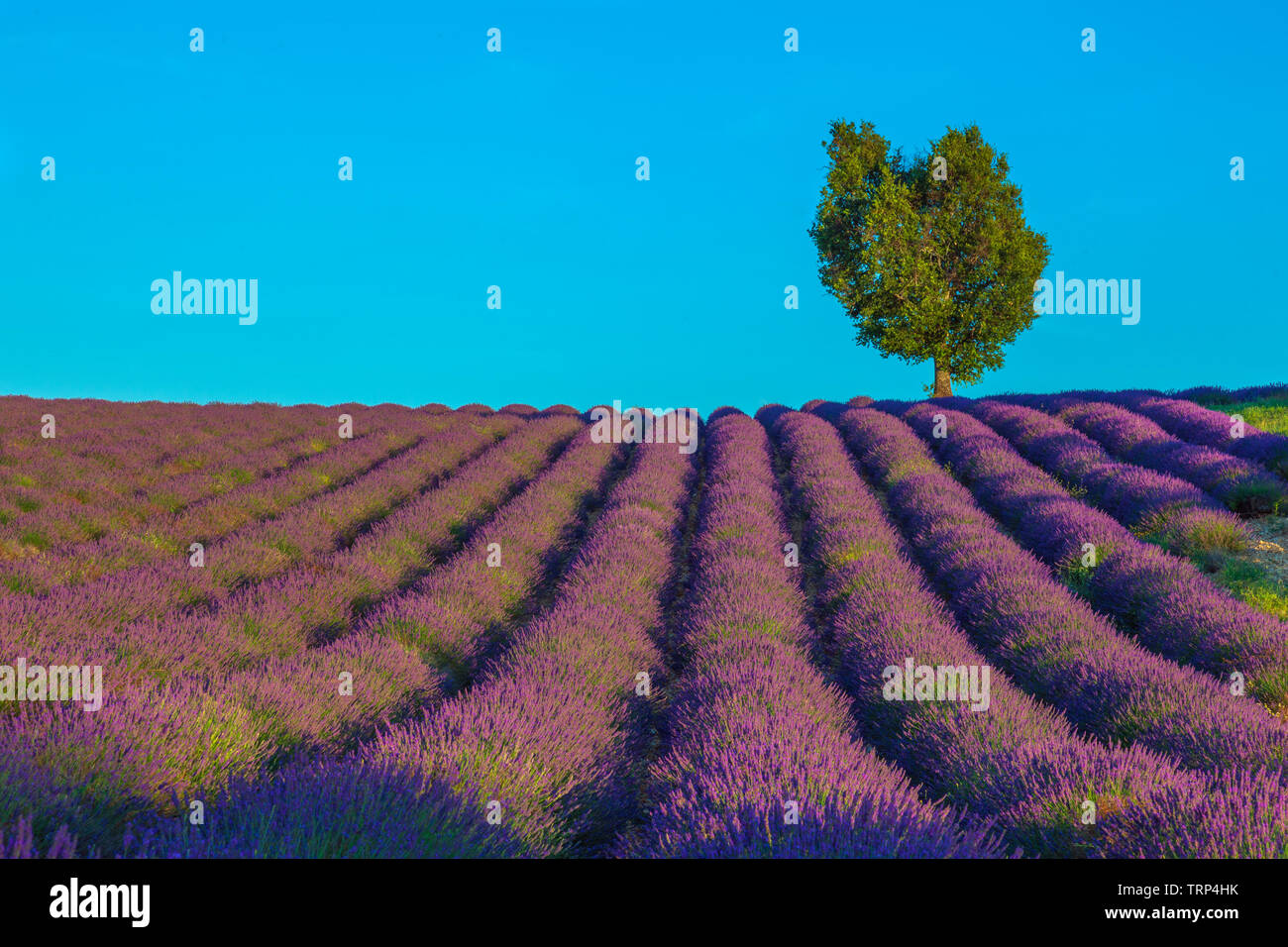 Lavender fields provence hi-res stock photography and images - Alamy