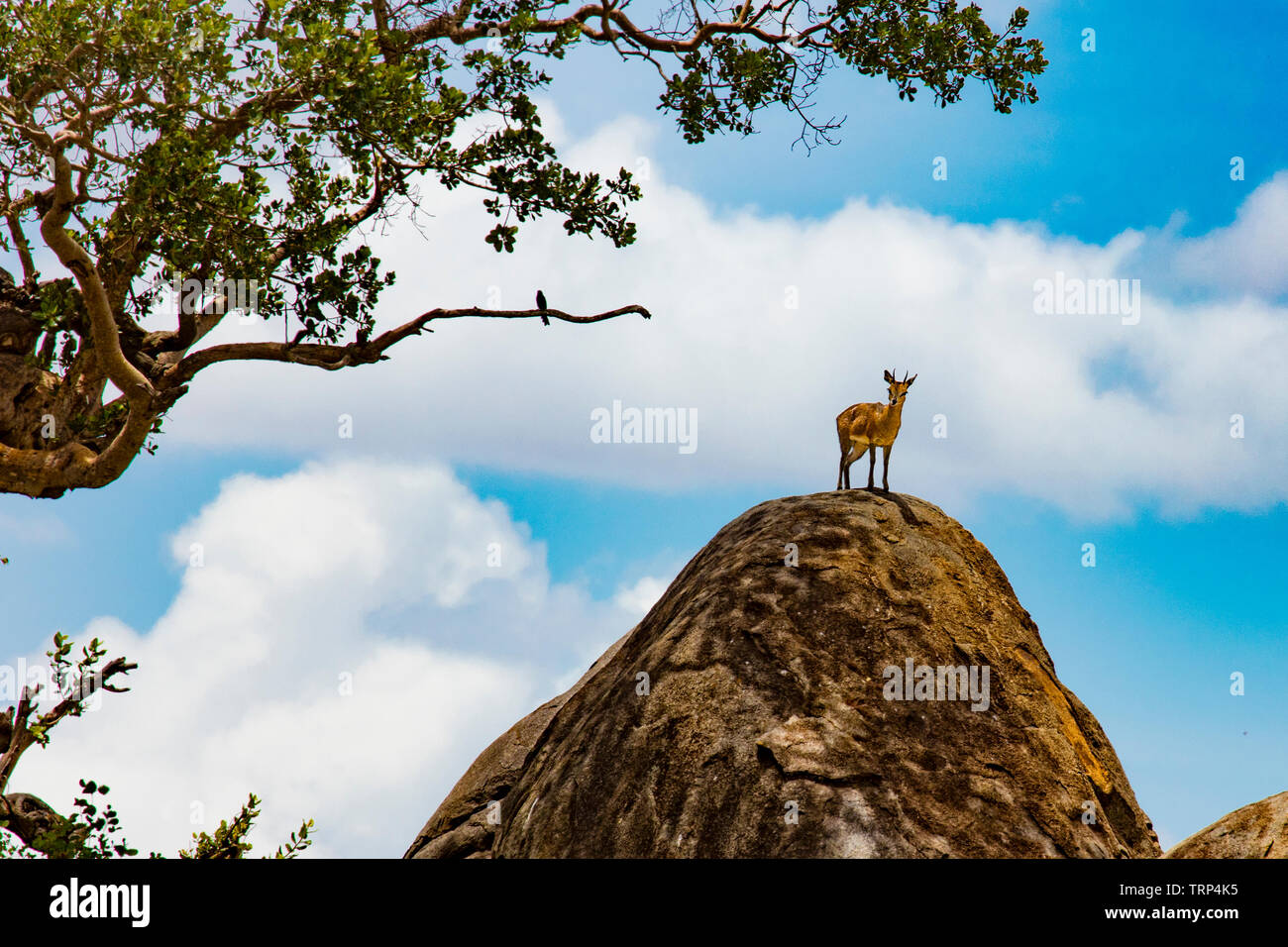 Kopje ecosystem hi-res stock photography and images - Alamy