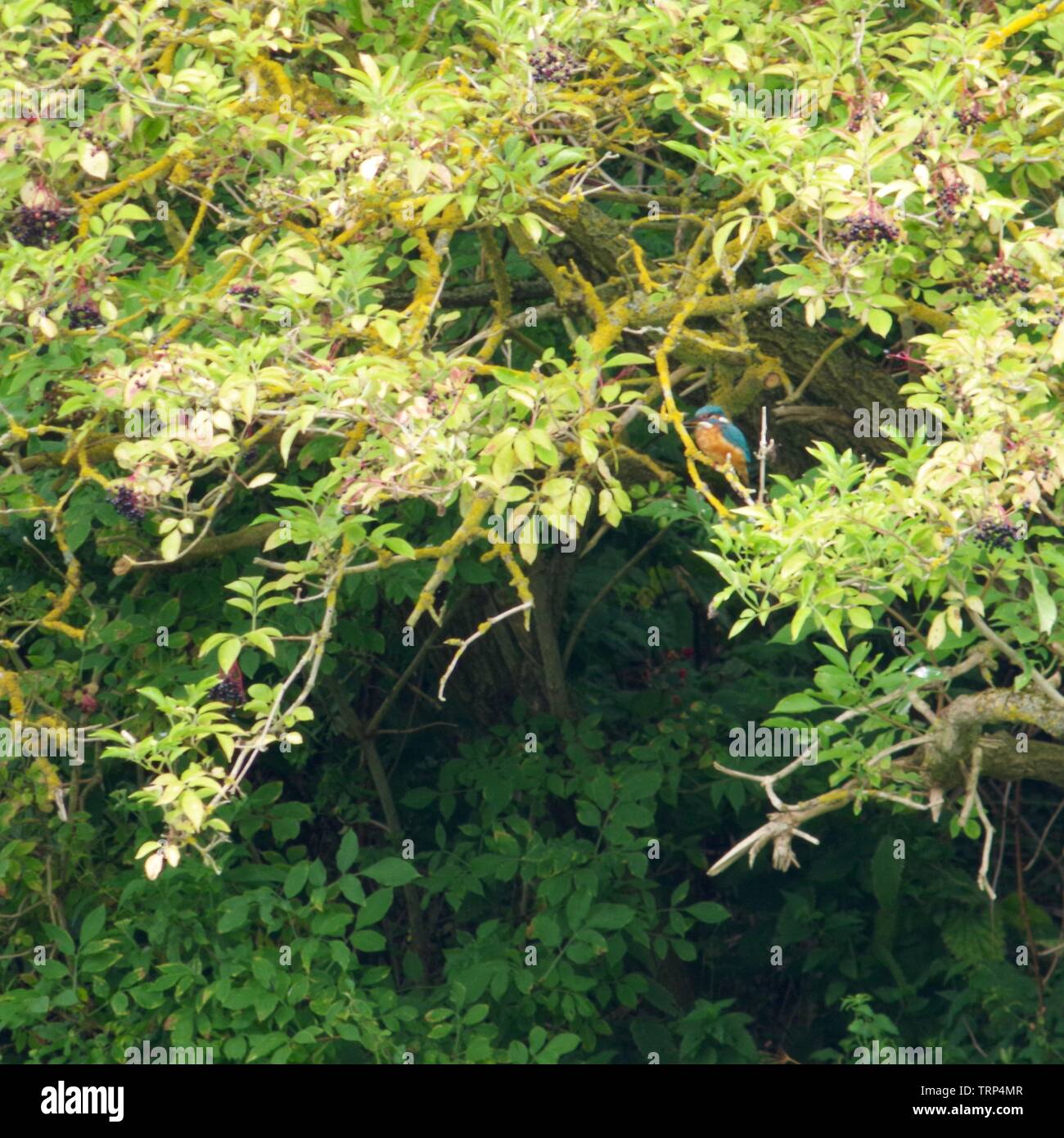 Female Kingfisher (Alcedo atthis) Perched in an Elder Tree (Sambucus ...