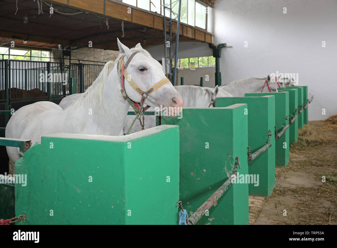 White Horse in a Box Stall Inside a Stable Stock Photo - Alamy