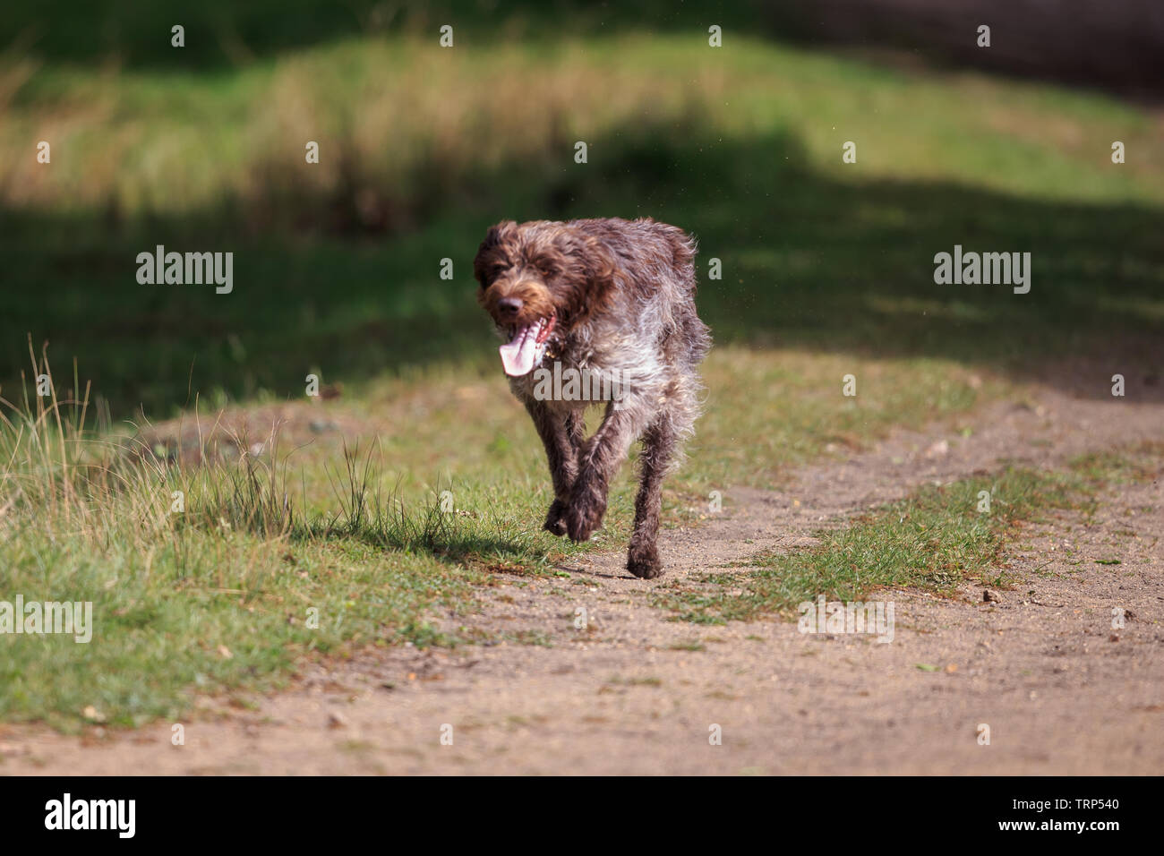 A spaniel is a type of gun dog. Spaniels were especially bred to flush ...