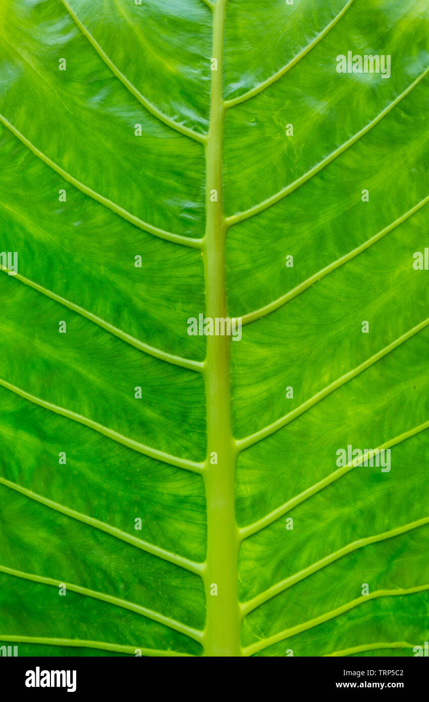 Monstera Leaf close up Stock Photo - Alamy
