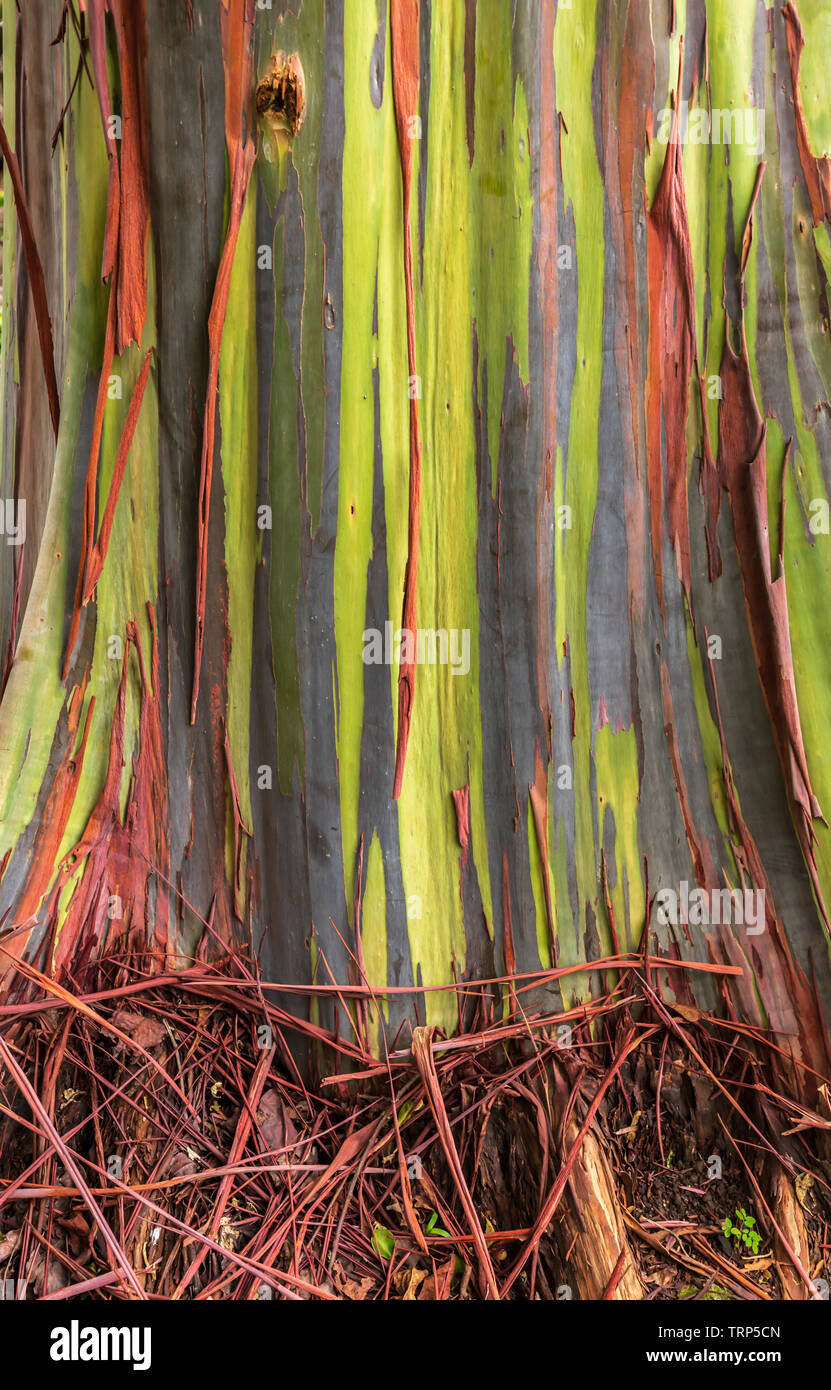 Hawaii rainbow eucalyptus tree tree hi-res stock photography and images ...