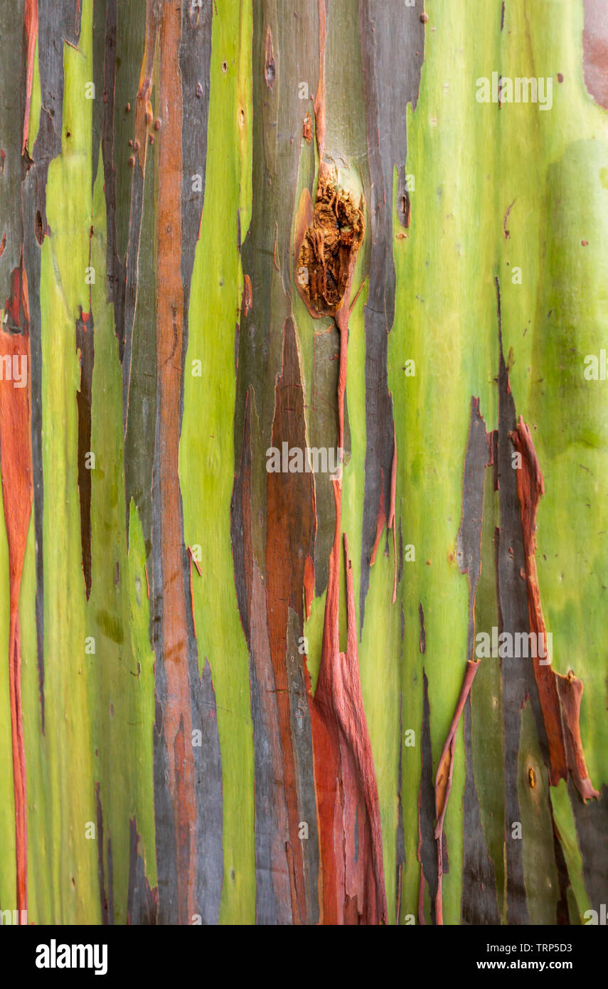 Colorful Rainbow Bark Eucalyptus tree Stock Photo - Alamy