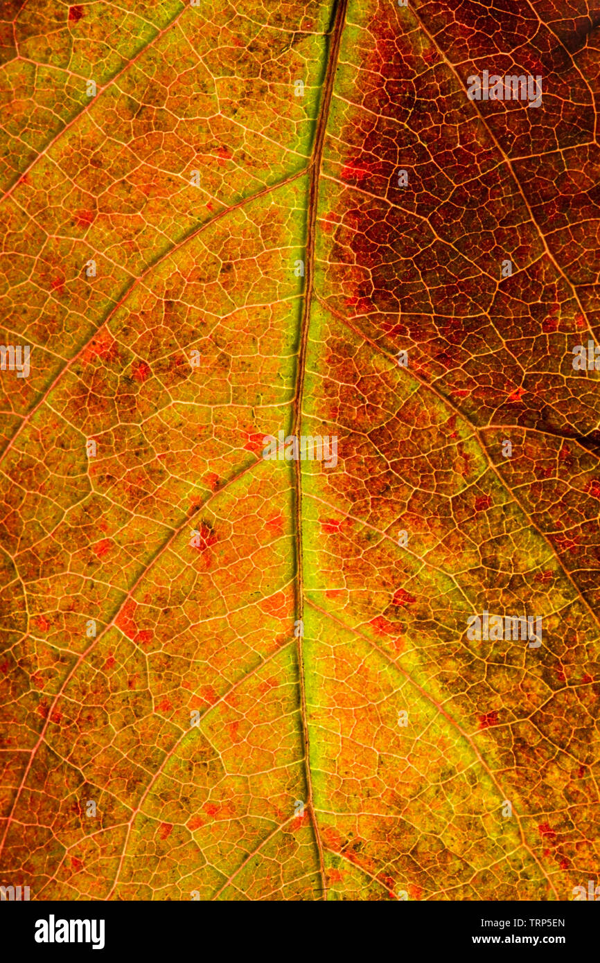 Dry leaf texture close up Stock Photo - Alamy