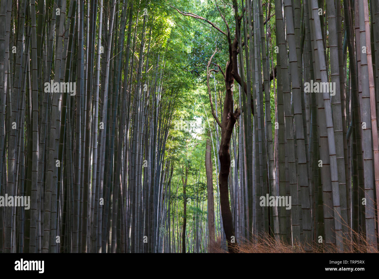The sagano bamboo forest hi-res stock photography and images - Alamy
