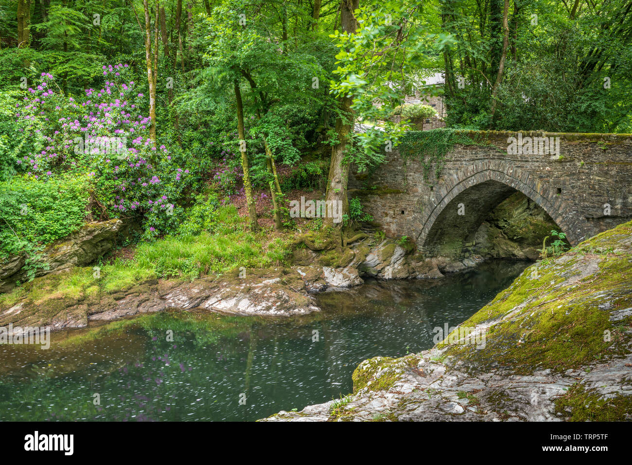 Denham Bridge over the River Tavy is popular with thrill seekers who ...