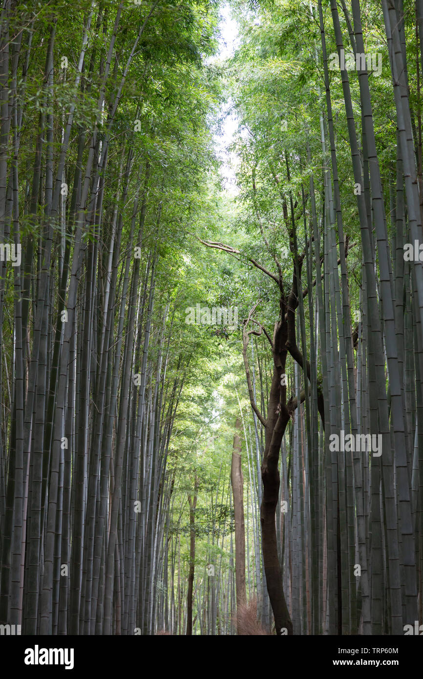 Sagano Bamboo Forest, Kyoto, Japan High Resolution Stock Photography ...