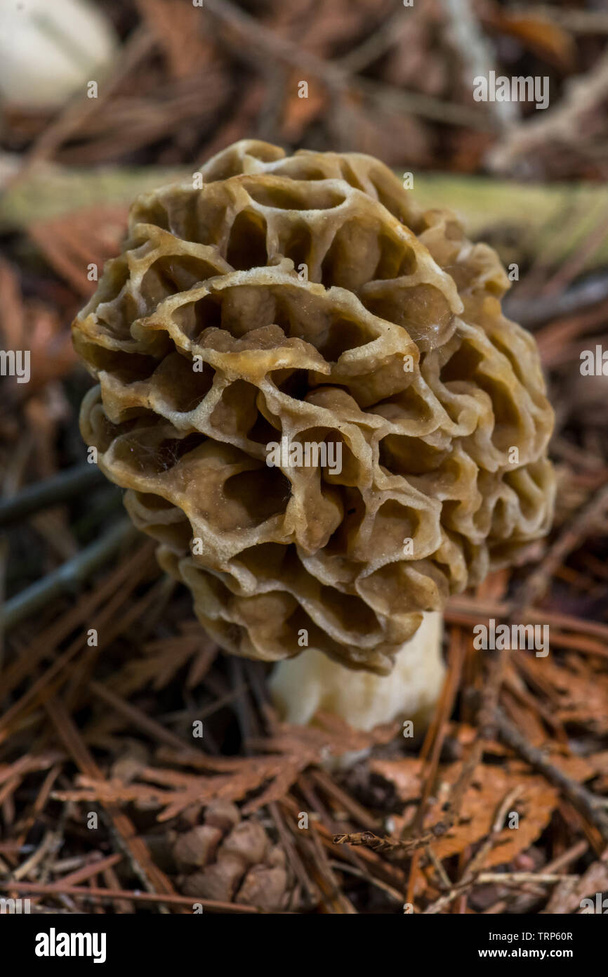 Morchella hi-res stock photography and images - Alamy