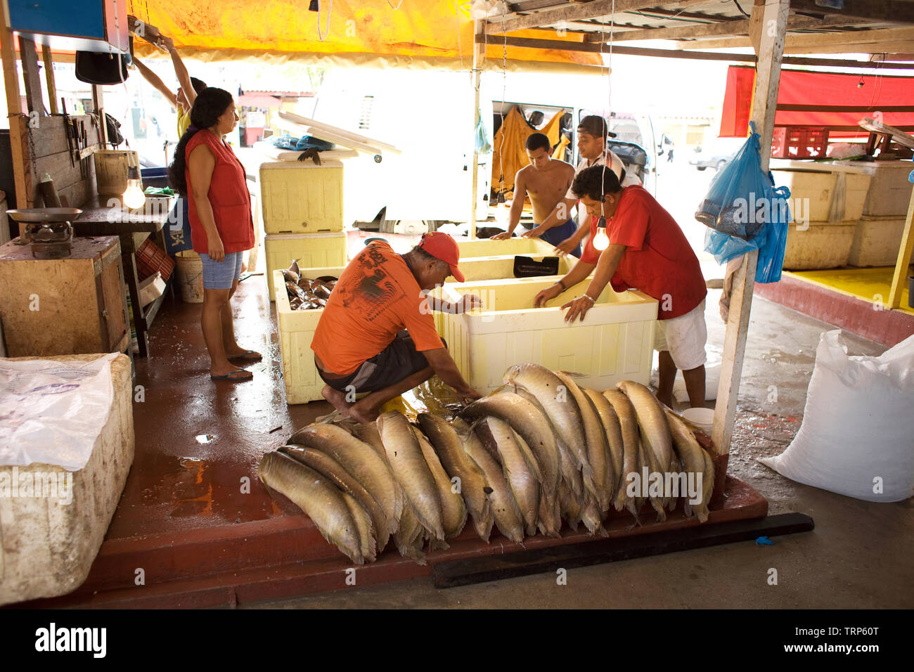 Fresh fish, Porto, Amazônia, Manaus, Amazonas, Brazil Stock Photo - Alamy