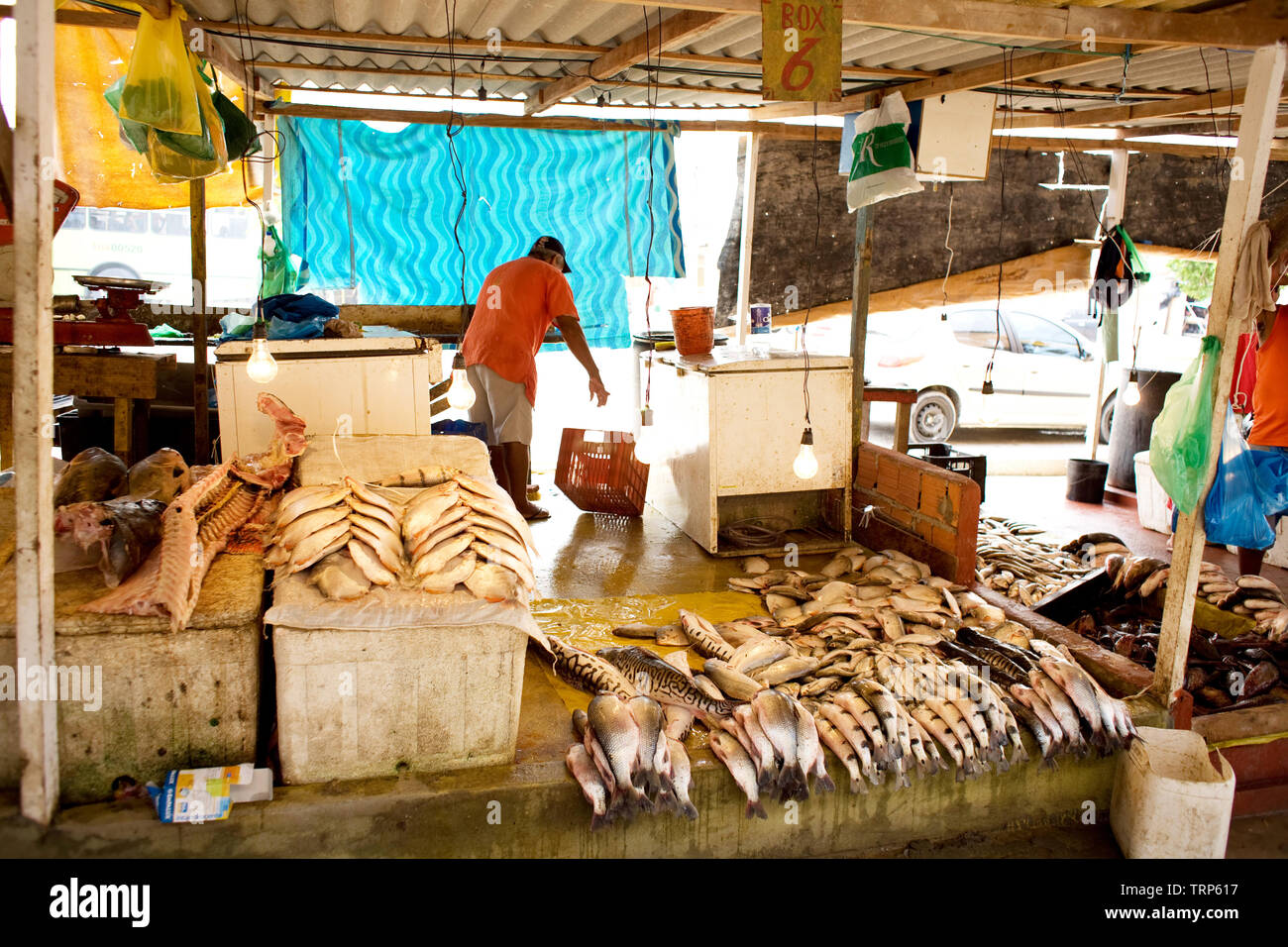 Fresh fish, Porto, Amazônia, Manaus, Amazonas, Brazil Stock Photo - Alamy