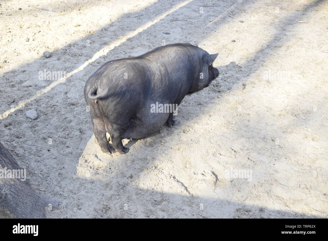 Black Vietnamese pig on the farm. Asian female potbelly pig Stock Photo ...