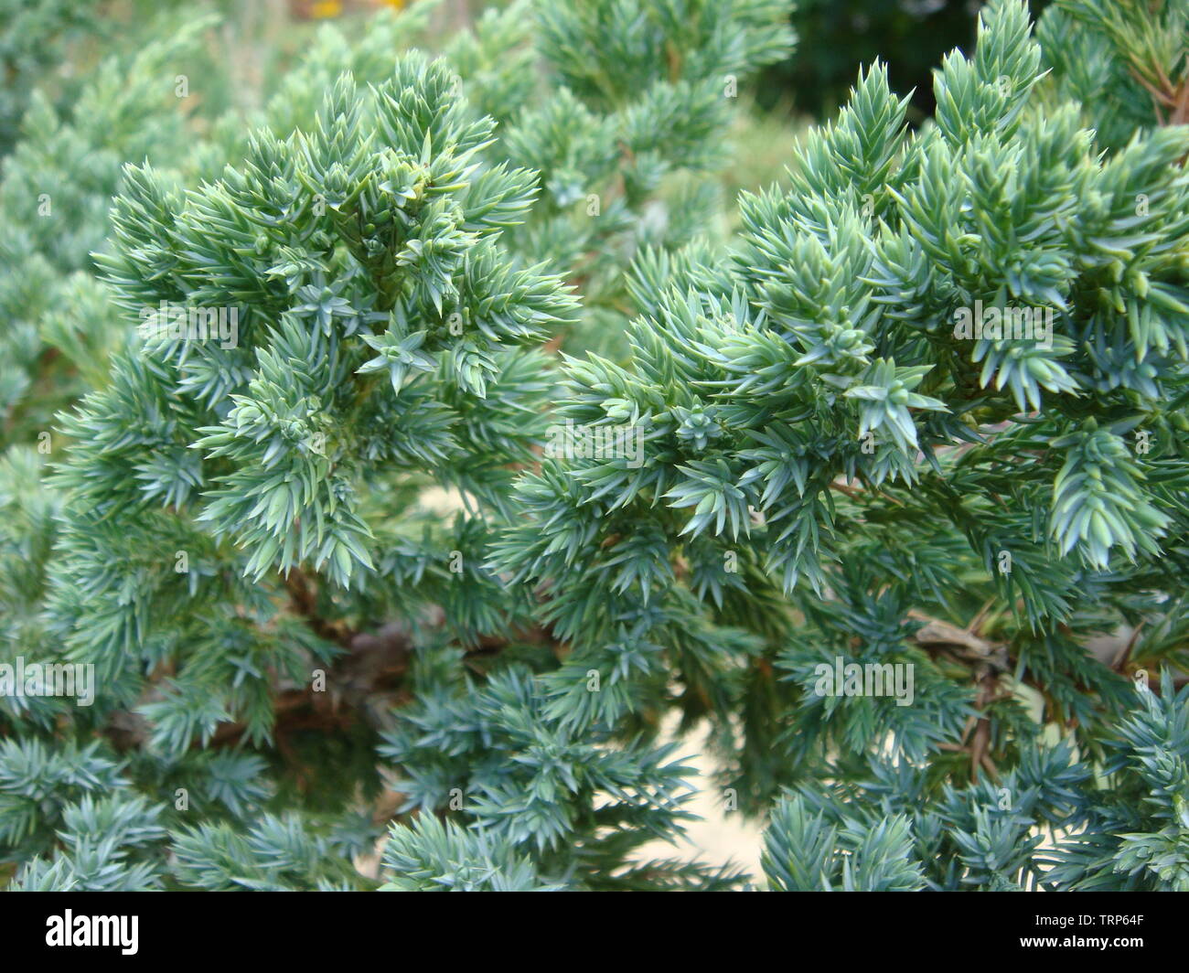 Emerald juniper plant hi-res stock photography and images - Alamy