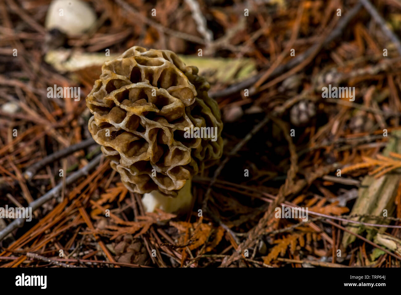A true Morel Mushroom (Genus Morchella) an edible fungi found growing ...