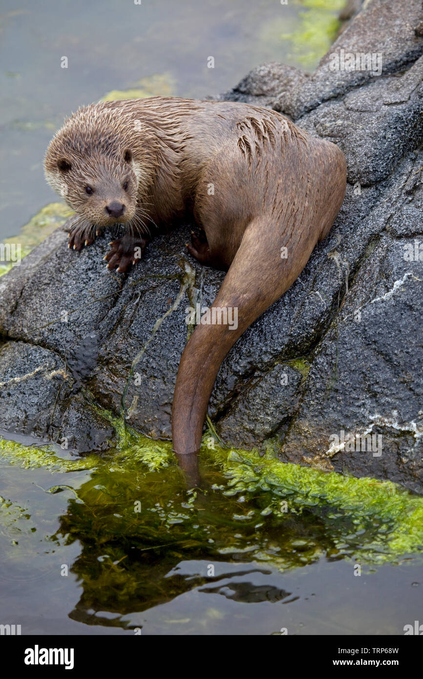 Otter sat on rocks, Alesund ,Norway Stock Photo - Alamy