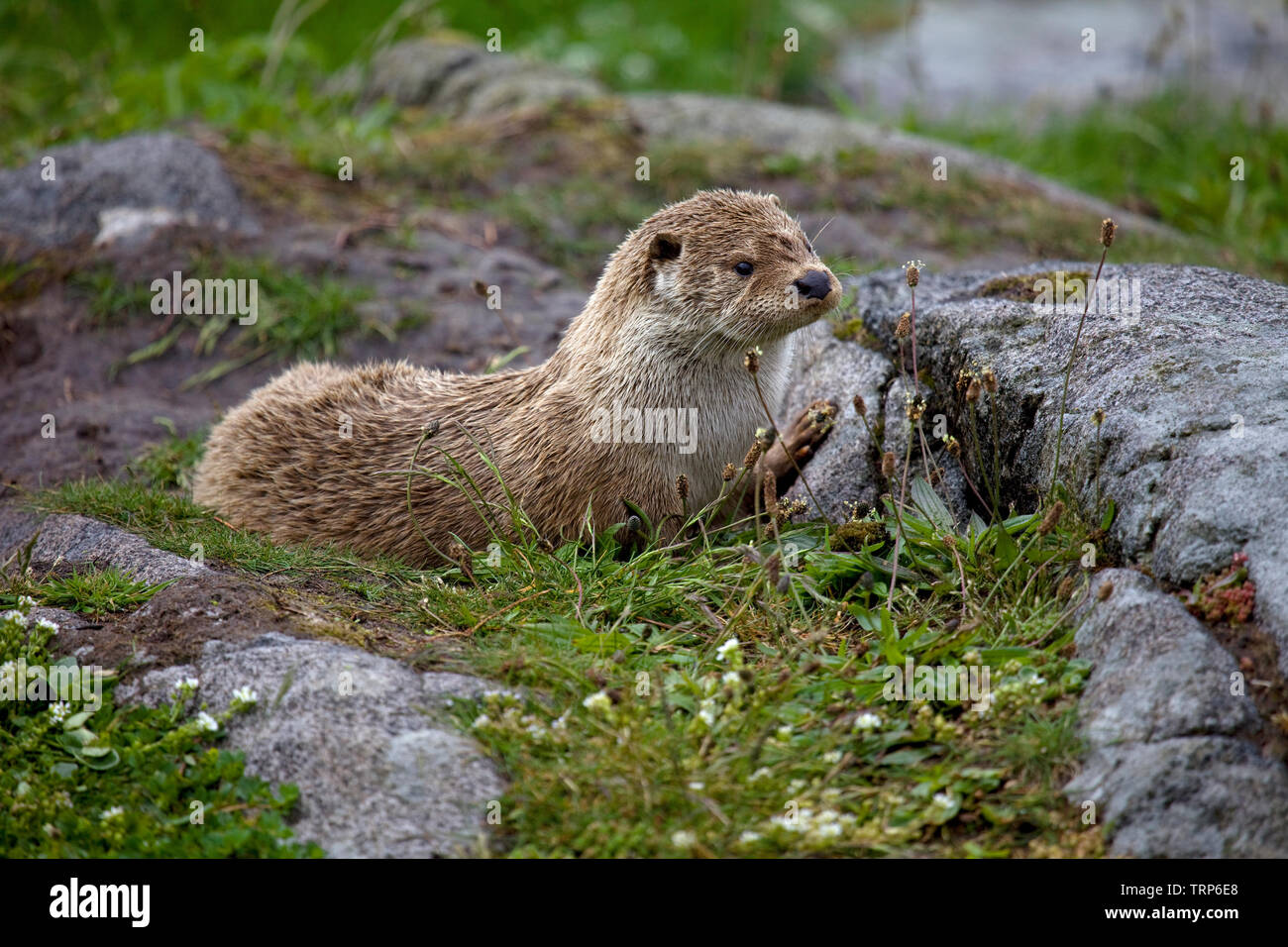 Otter sat on dry rocks Stock Photo - Alamy