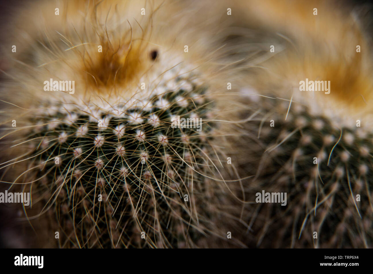 Poisonous Cactus High Resolution Stock Photography and Images - Alamy
