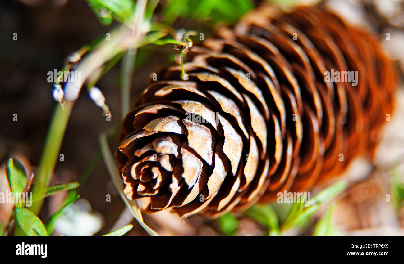 cone lying on the ground Stock Photo - Alamy