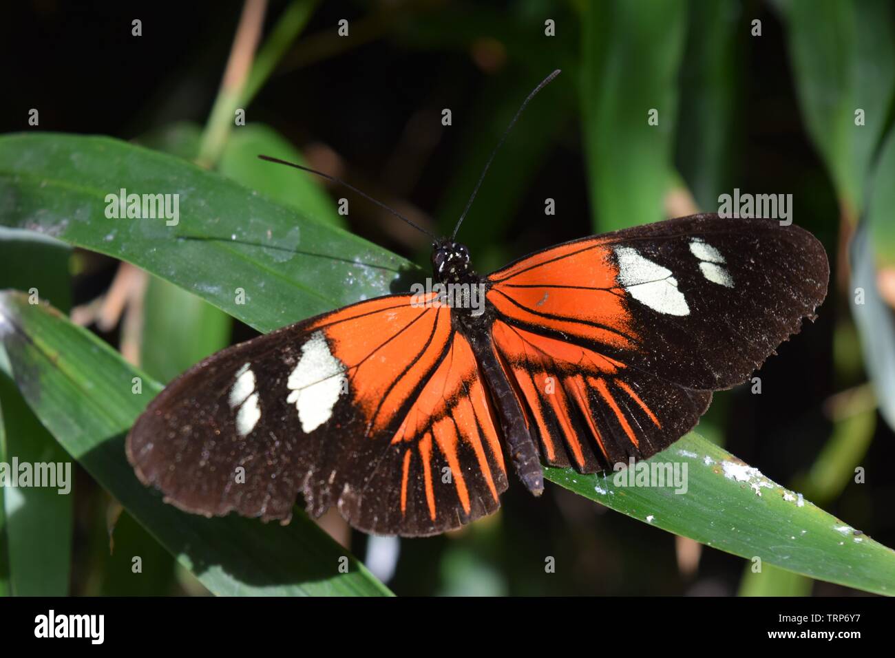 Common Postman Butterfly Stock Photo - Alamy