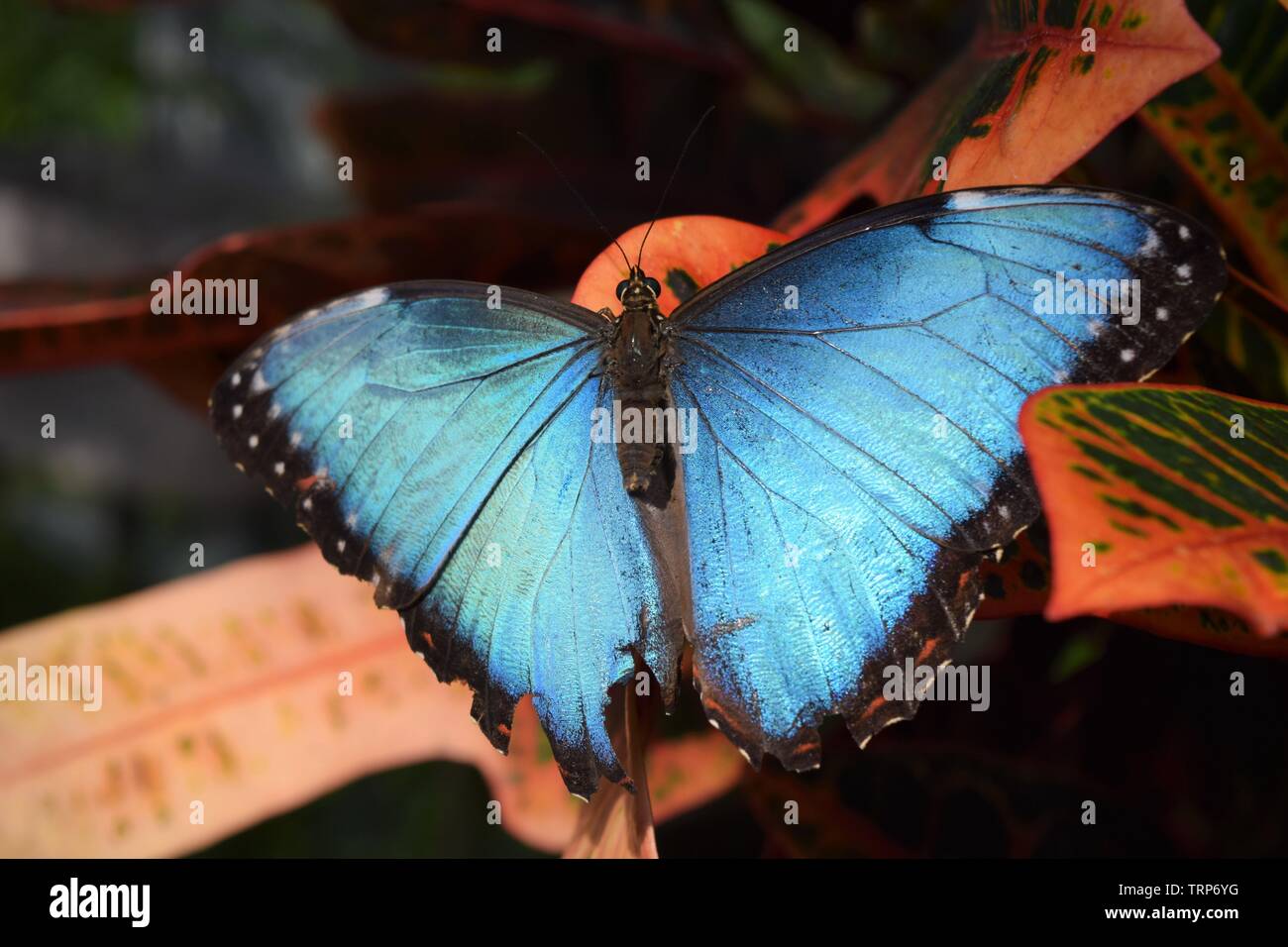 Blue Morpho Butterfly Stock Photo - Alamy