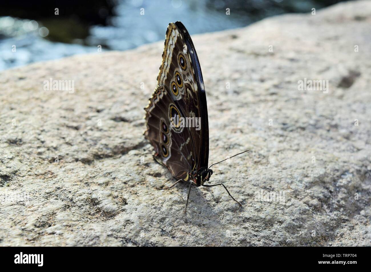 Butterfly with wings closed hi-res stock photography and images - Alamy