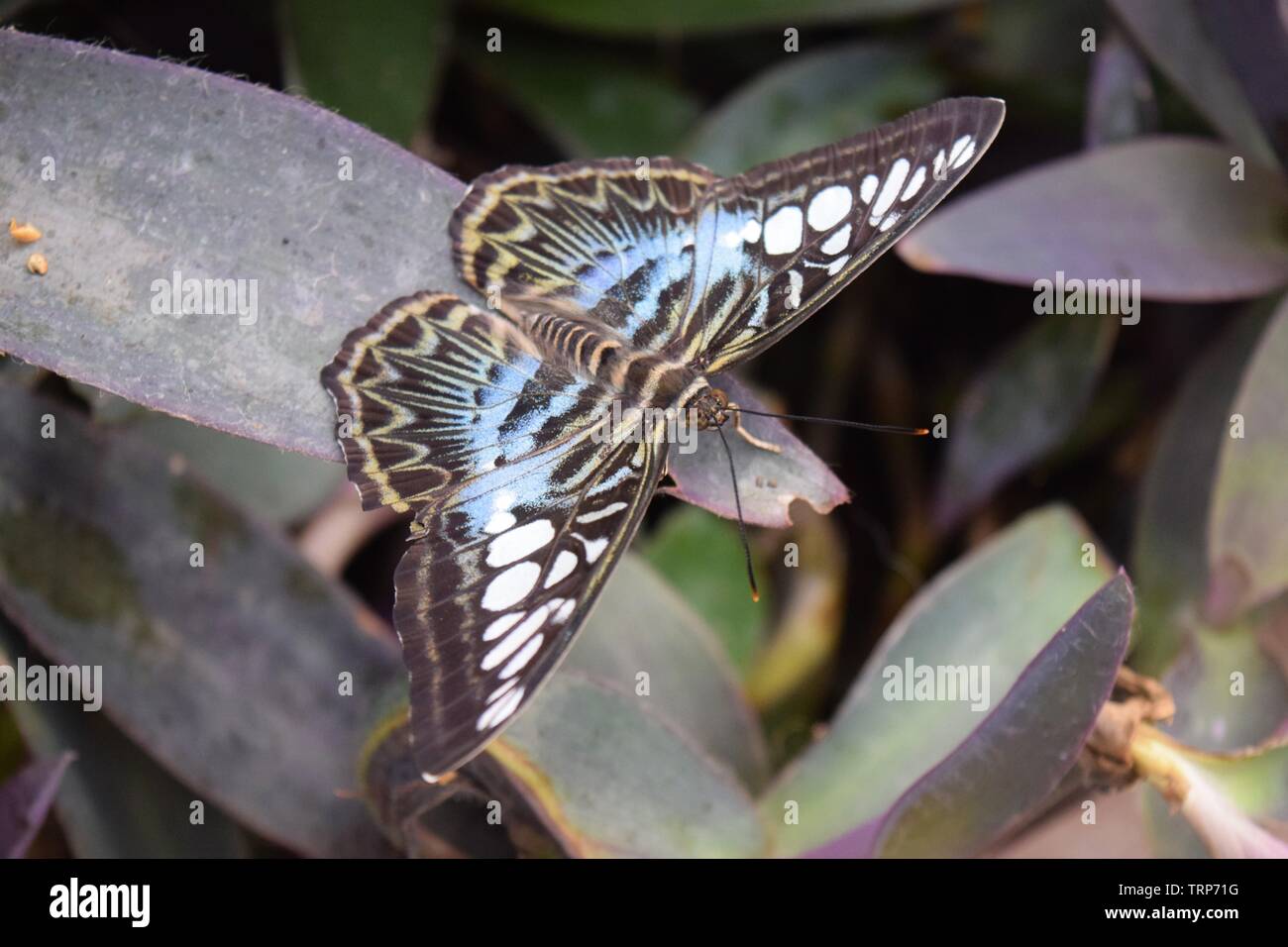 Clipper butterfly hi-res stock photography and images - Alamy