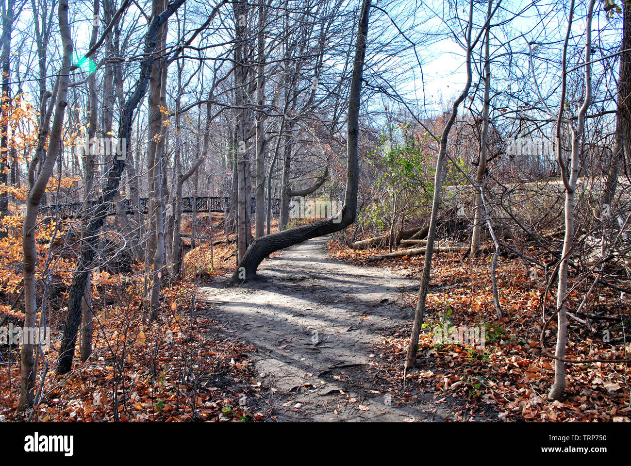 Bending tree over trail in woods Stock Photo - Alamy