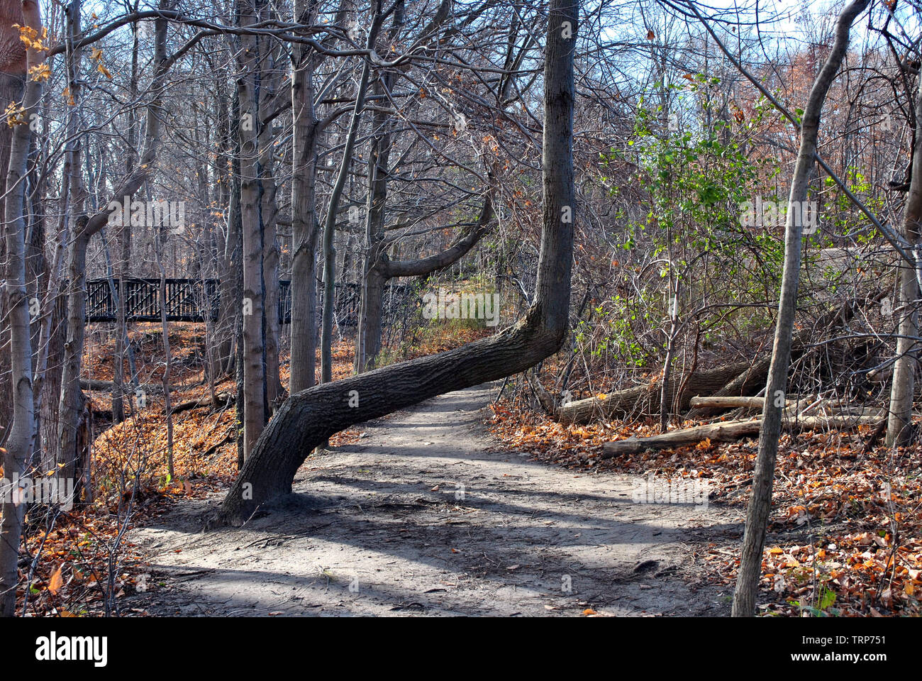 Bending tree over trail in woods Stock Photo - Alamy