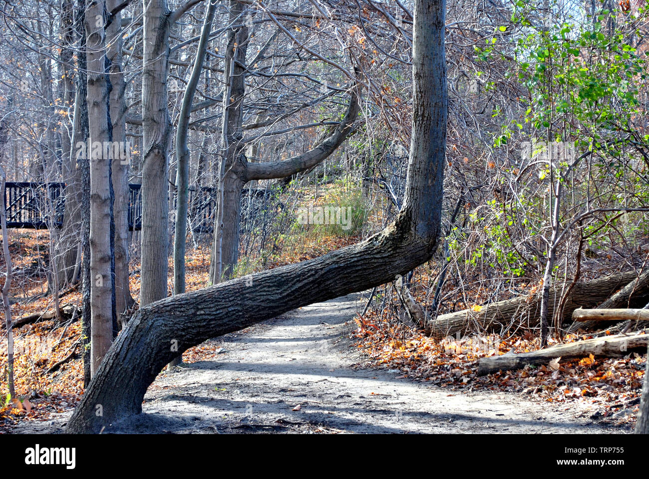 Bending tree over trail in woods Stock Photo - Alamy