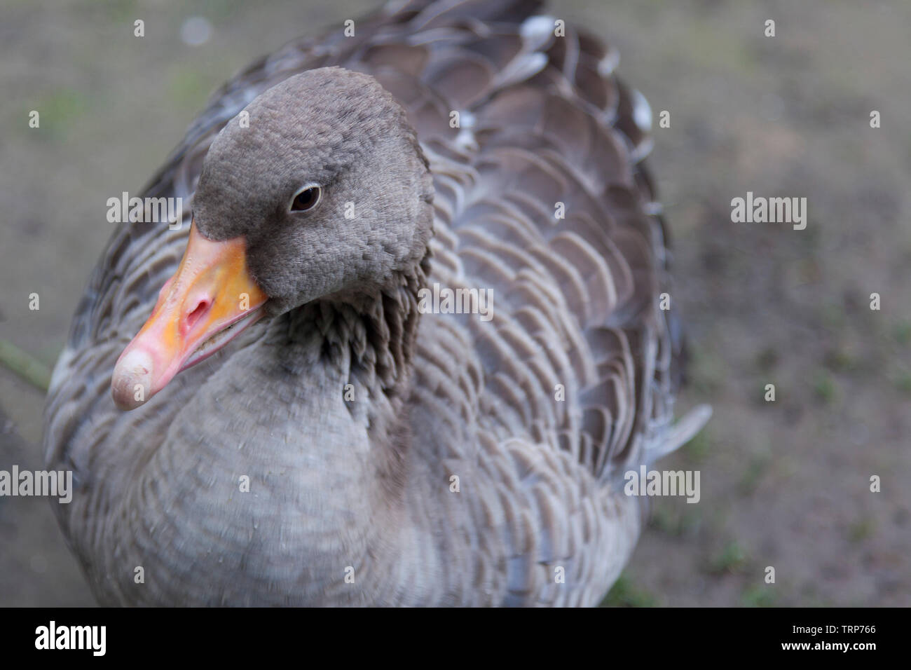 a gray duck sitting down Stock Photo - Alamy