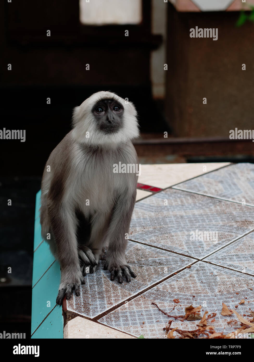 Young hanuman langur, a grey large furry primate with black face and ...