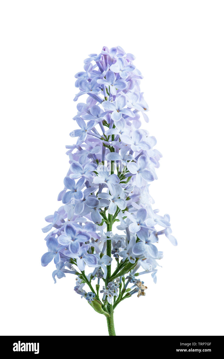 Blue lilac flowers hi-res stock photography and images - Alamy