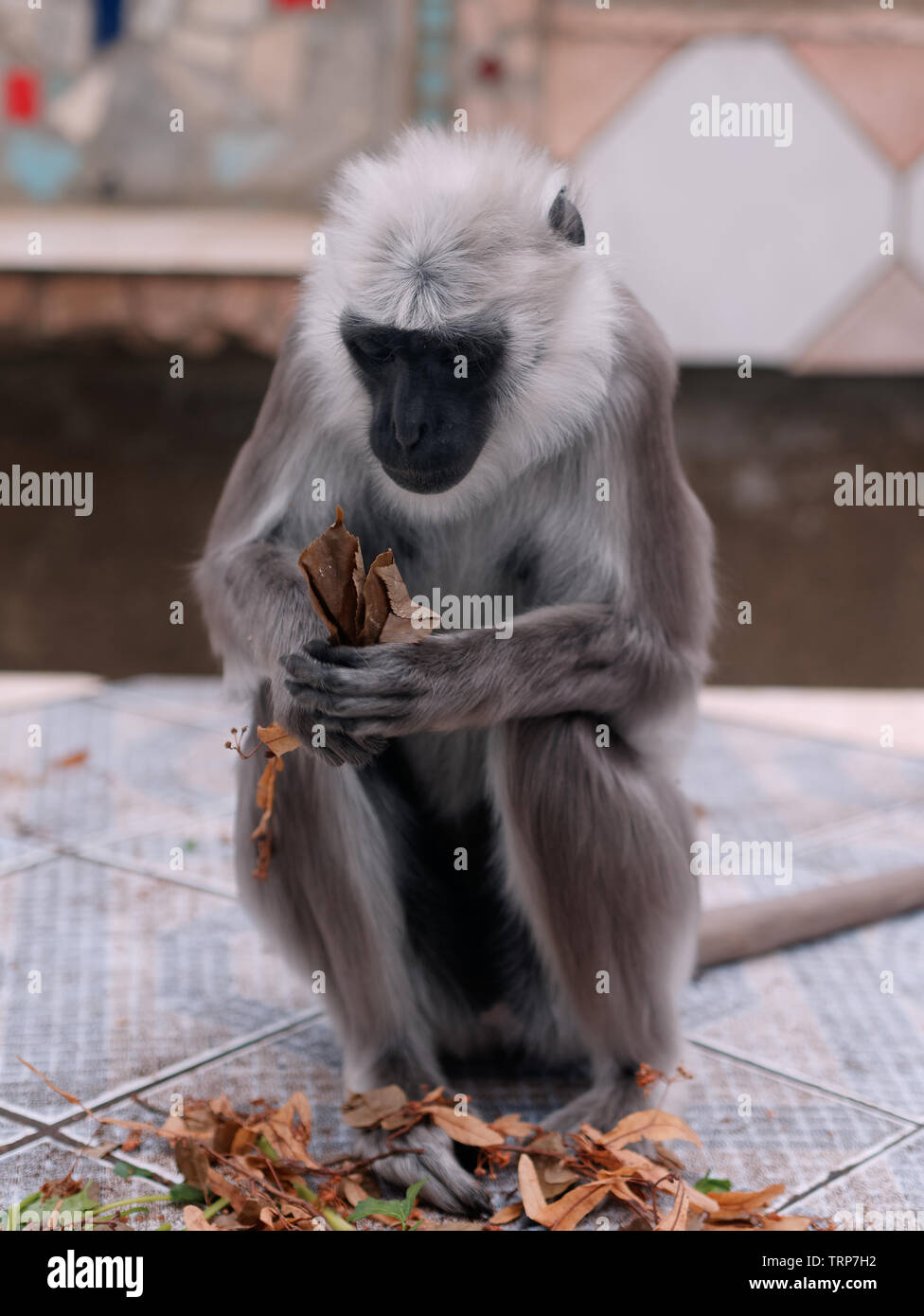 Hanuman langur, a grey large furry primate with black face and ears ...
