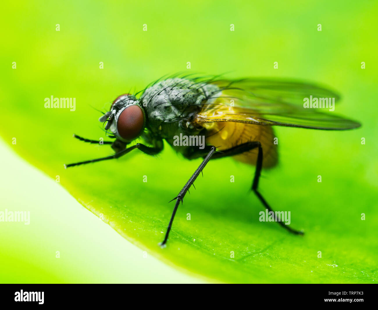 Exotic Drosophila Fruit Fly Diptera Insect on Plant Leaf Stock Photo ...