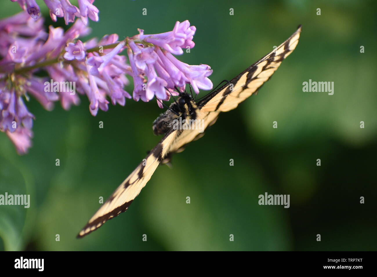 Springtime garden butterfly feeding amidst pollination of violet floral ...