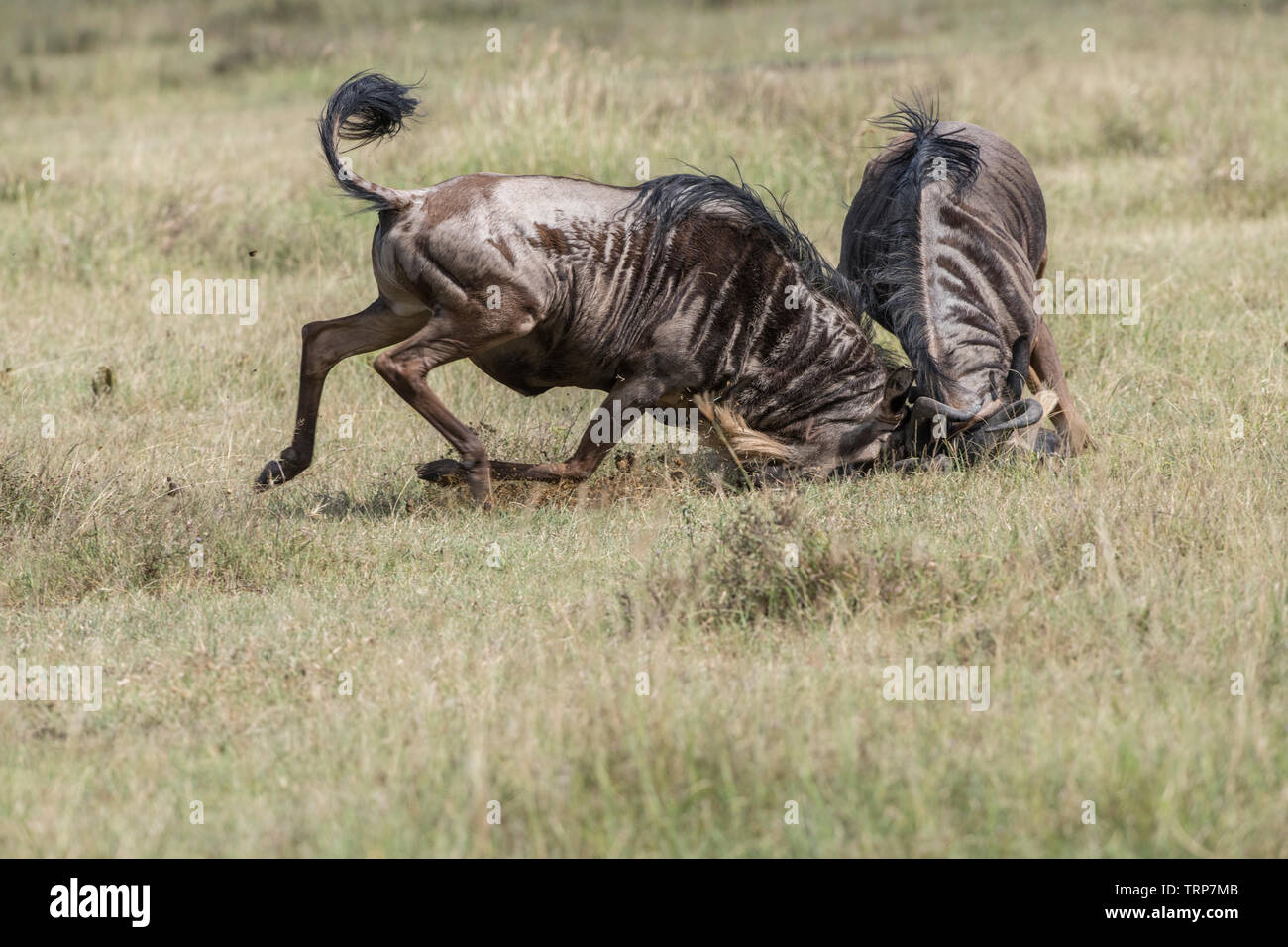 Wildebeest fighting, Ngorongoro Crater, Tanzania Stock Photo - Alamy