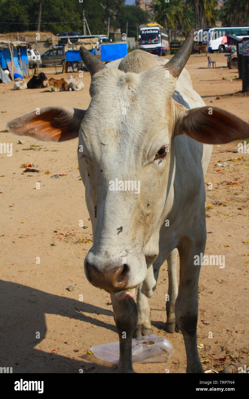 Humpback cows hi-res stock photography and images - Alamy