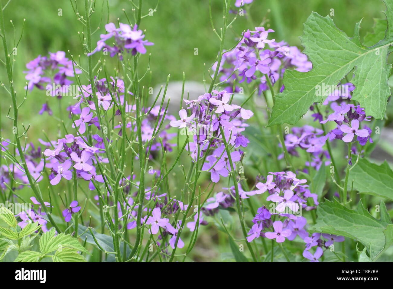 Wildflower in bloom hi-res stock photography and images - Alamy