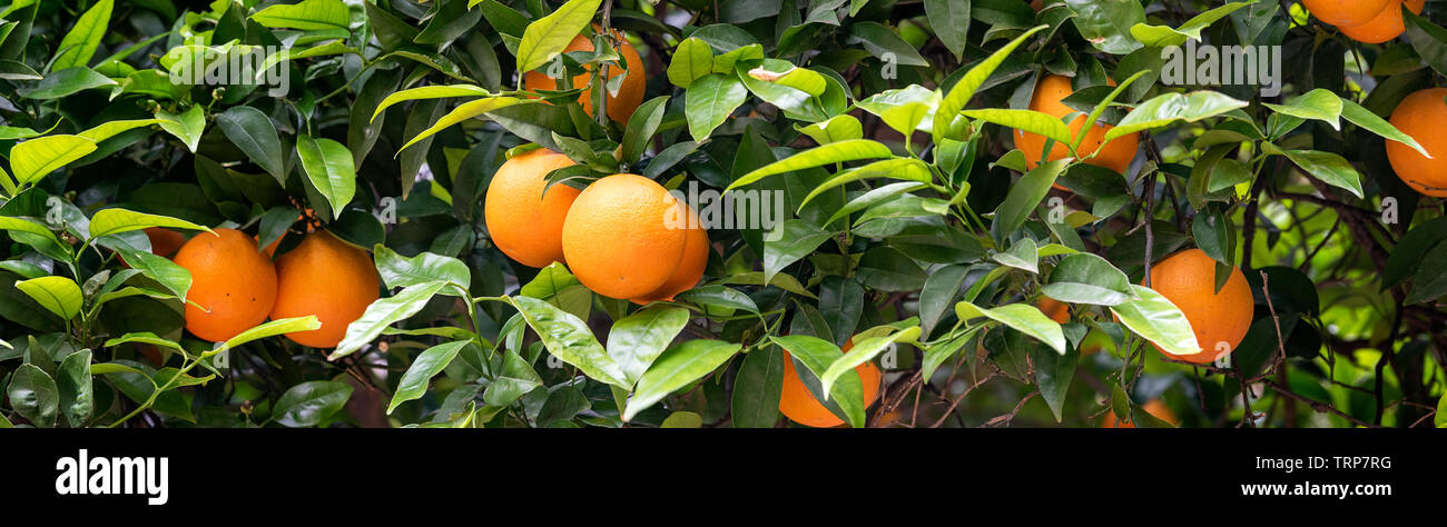 Bloomy orange garden in Valencia. Spain Stock Photo - Alamy