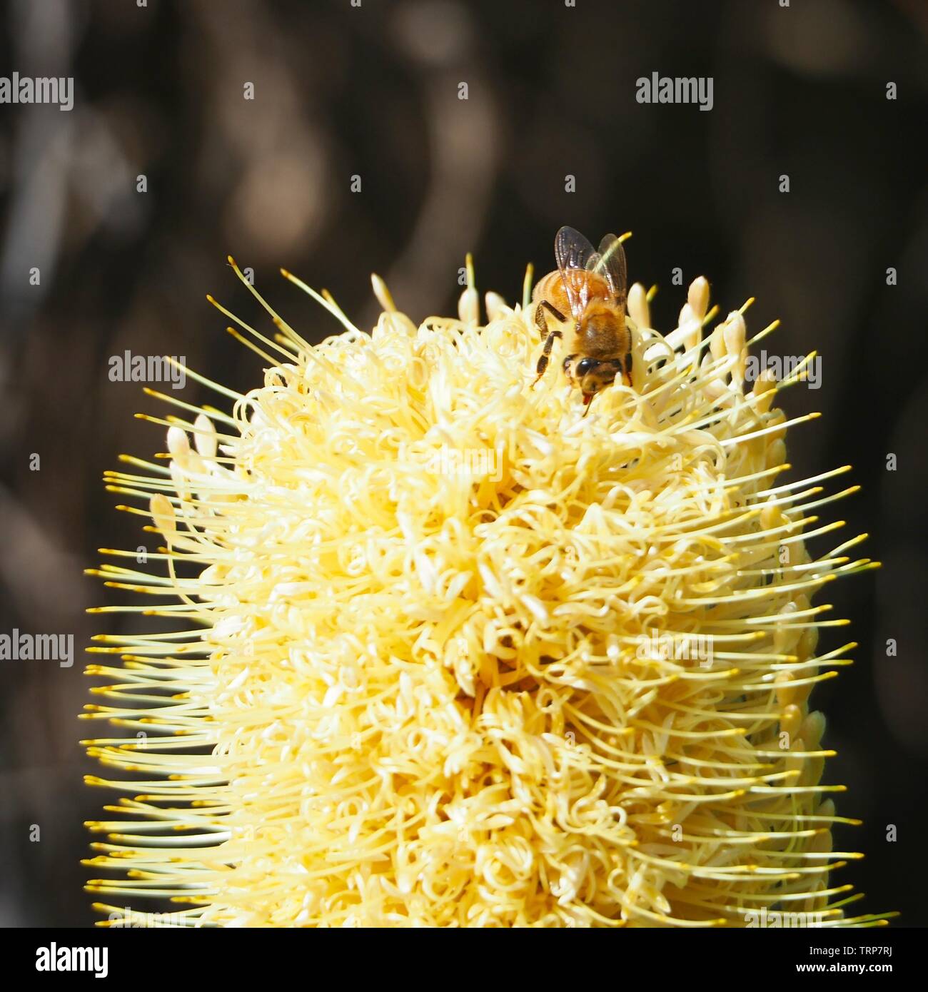 Australian native bee bees hi-res stock photography and images - Alamy